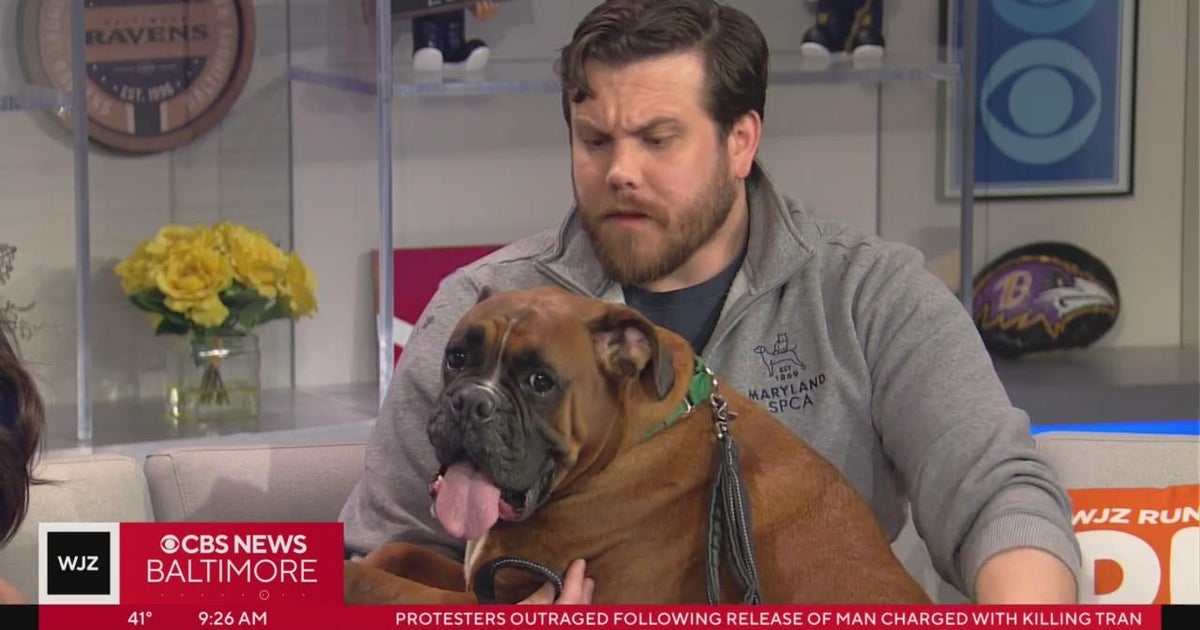 Meet a furry friend up for adoption at the Maryland SPCA - CBS Baltimore