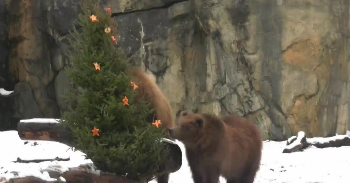 Brookfield Zoo animals enjoy treats, enrichment from Holiday Magic ...