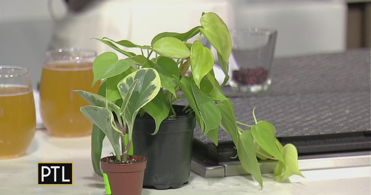 Learning how to make cider with Greenhouse Co-Op Cider & Plants - CBS ...