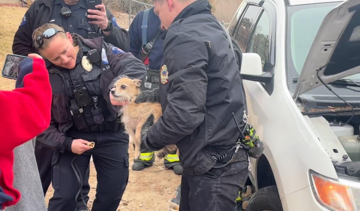 Dog stuck under car hood rescued in Aurora - CBS Colorado