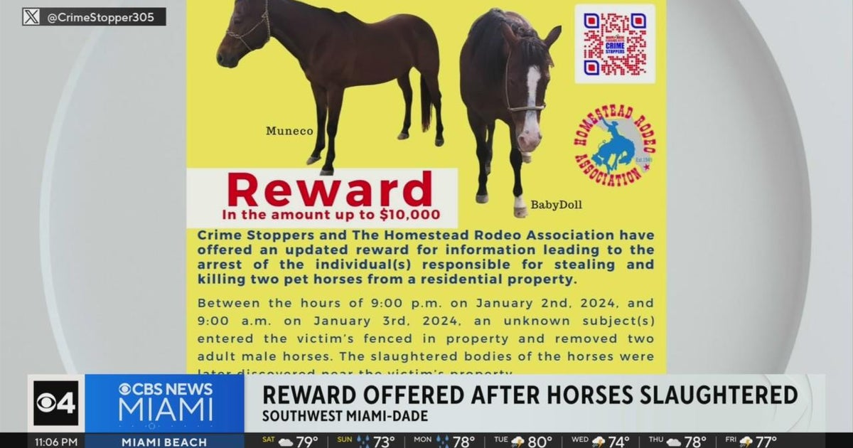 Reward offered after horses slaughtered in Southwest Miami-Dade - CBS Miami