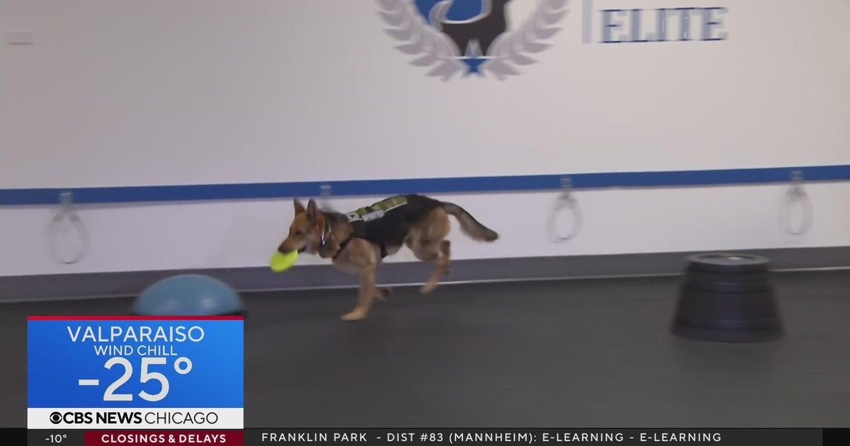 Jumpstart with Jackie: Dog training in Naperville - CBS Chicago