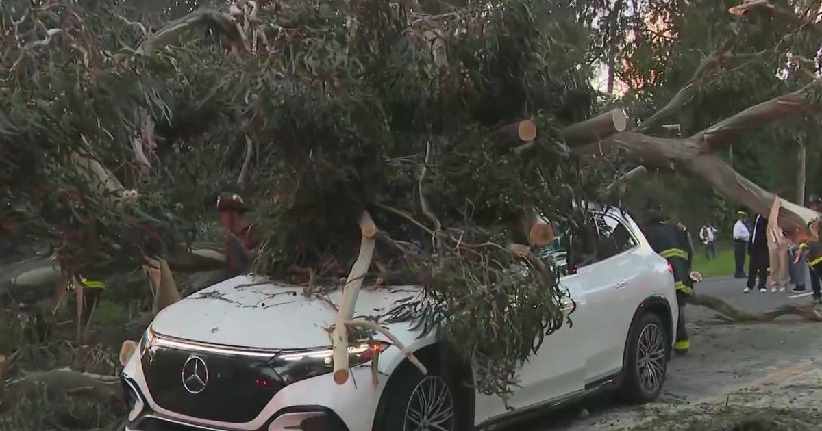5 cars hit by falling tree on 19th Avenue in San Francisco's Golden ...