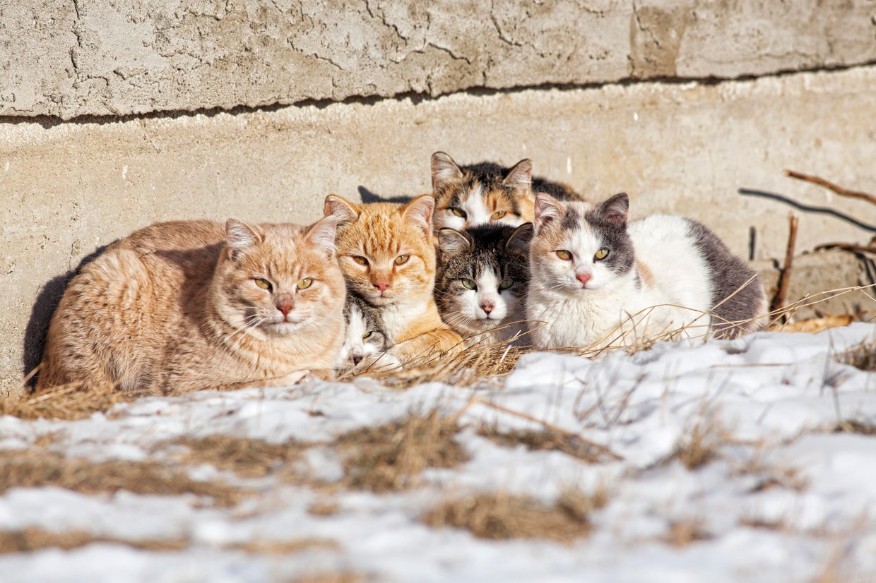 What temperatures are too cold for dogs, cats and more animals? Experts ...