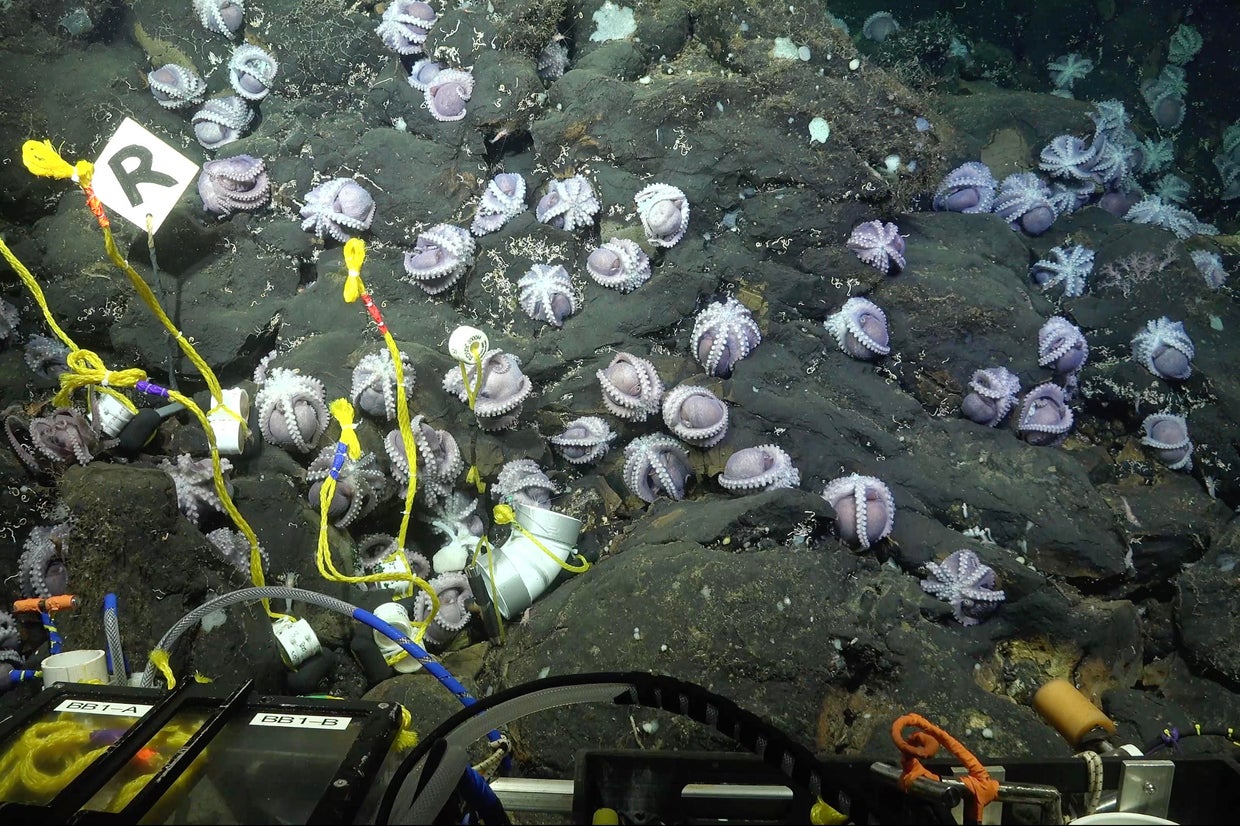 Ocean explorers discover 4 new species of deep-sea octopus, scientists ...