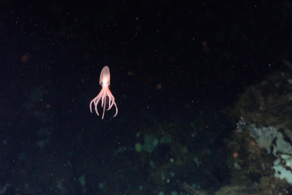 Ocean explorers discover 4 new species of deep-sea octopus, scientists ...