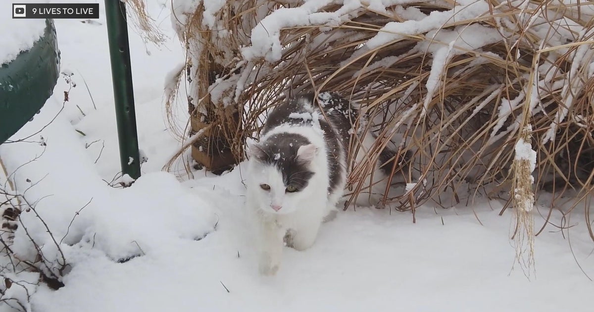 Pet Project: Keeping outdoor cats safe in extreme cold - CBS Philadelphia