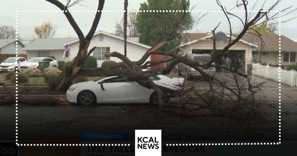 Toppled tree crushes car in Woodland Hills - CBS Los Angeles