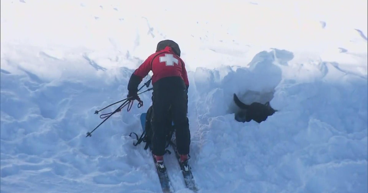 Training pairs with recent major avalanches in Colorado - CBS Colorado