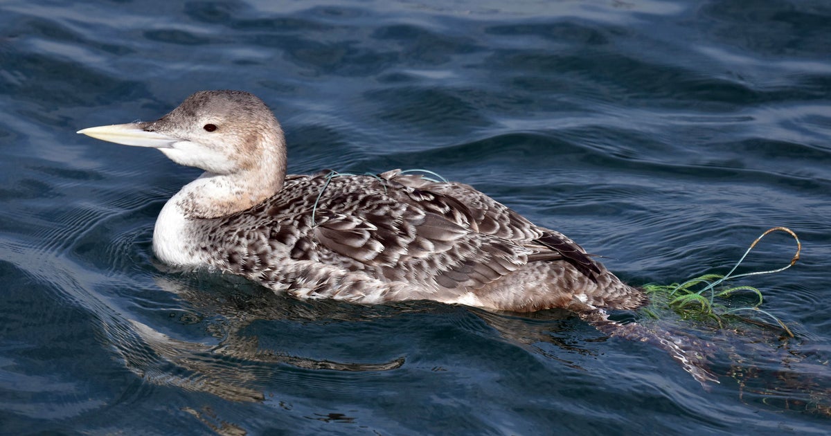 Rare Yellow-billed Loon rescued from tangled fishing line in San Pedro ...