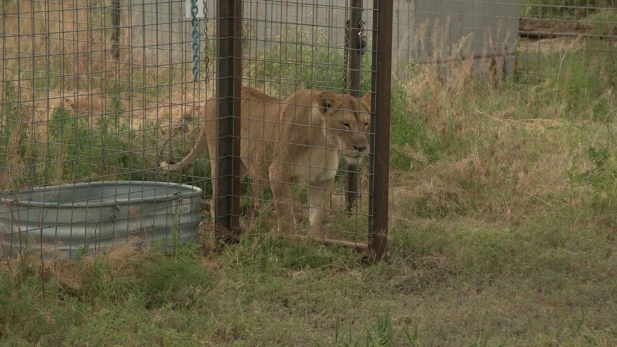 Sanctuary founder rehabilitates animals removed from Puerto Rico zoo ...