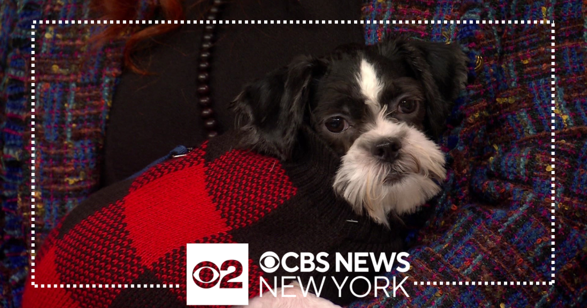 Furry Friend Finder: Charlie - CBS New York