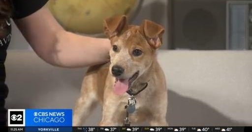 Pet Rescue Spotlight: PAWS Chicago - CBS Chicago