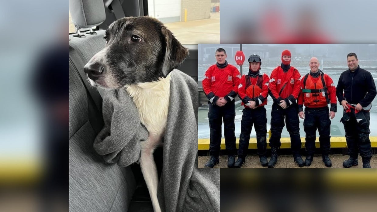 Coast Guard rescues dog from icy Lake Michigan in Wisconsin - CBS Minnesota