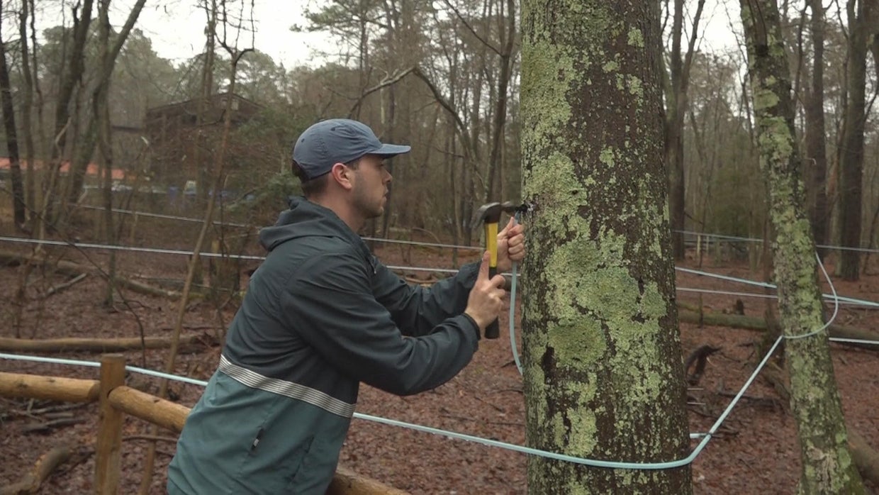 Sappy or sweet? Stockton University use modern technology to make maple ...