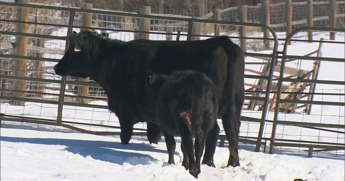 Undefined 10(j) rule leaves Colorado ranchers in limbo with 20 wolf ...