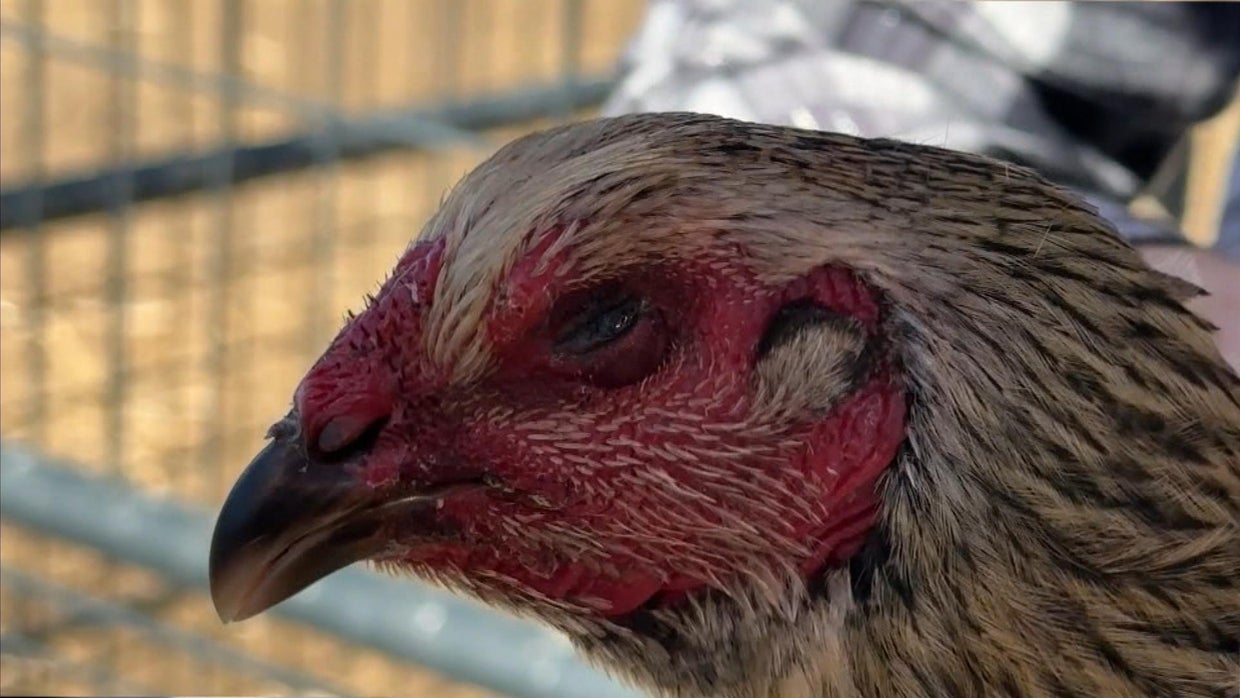 Colorado sanctuary rescues cockfighting roosters, helps to get them ...
