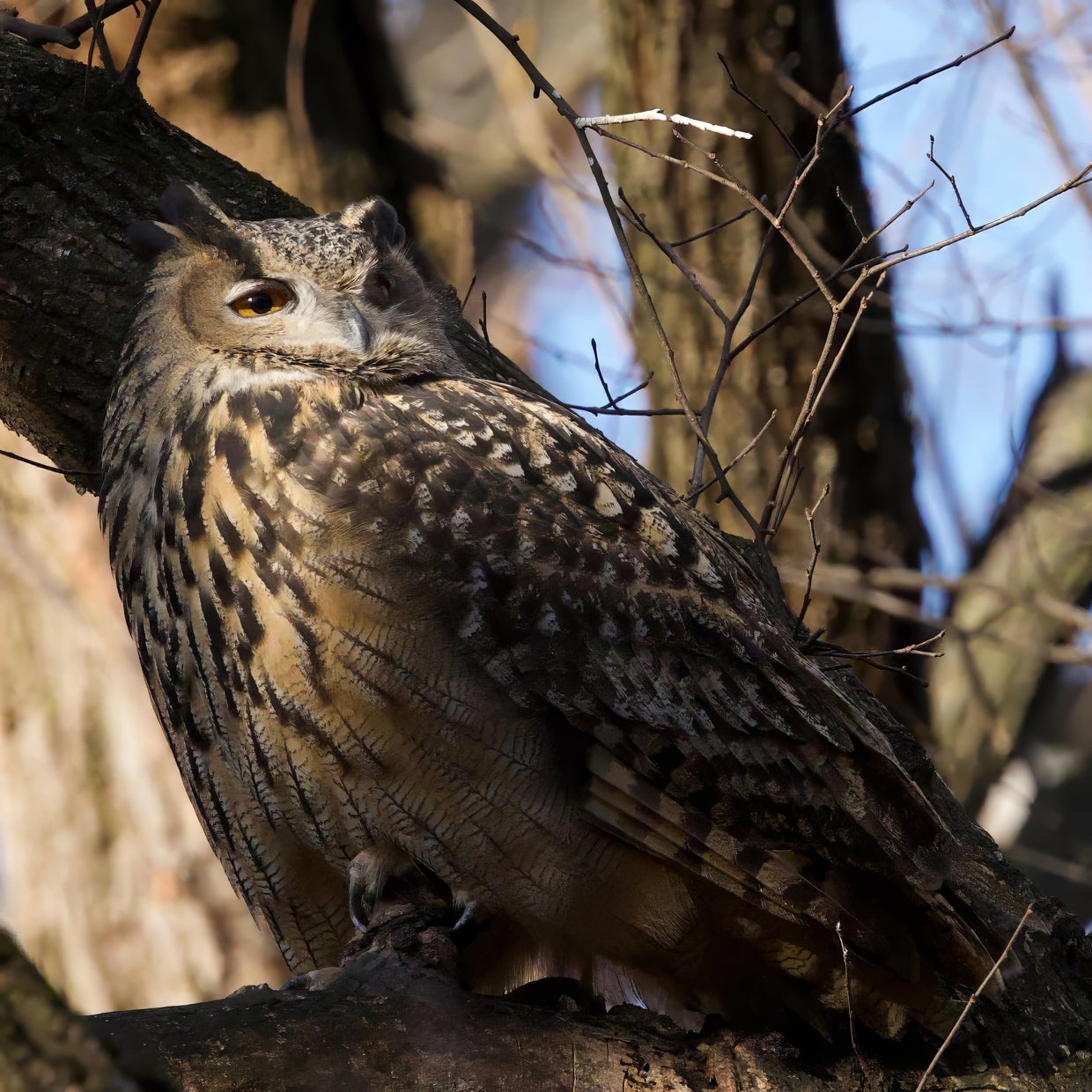 Flaco, the Eurasian eagle-owl who escaped Central Park Zoo, dies after ...