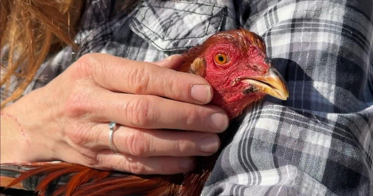 Colorado sanctuary rescues cockfighting roosters, helps to get them ...