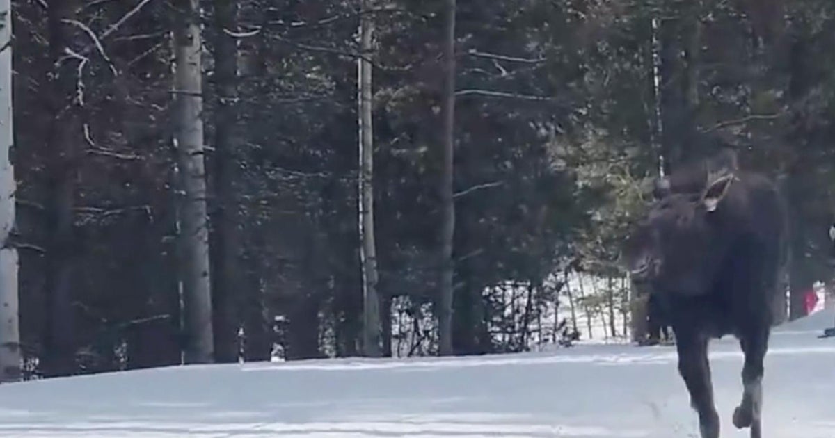 Video shows moose running alongside skiers at resort in Wyoming - CBS News