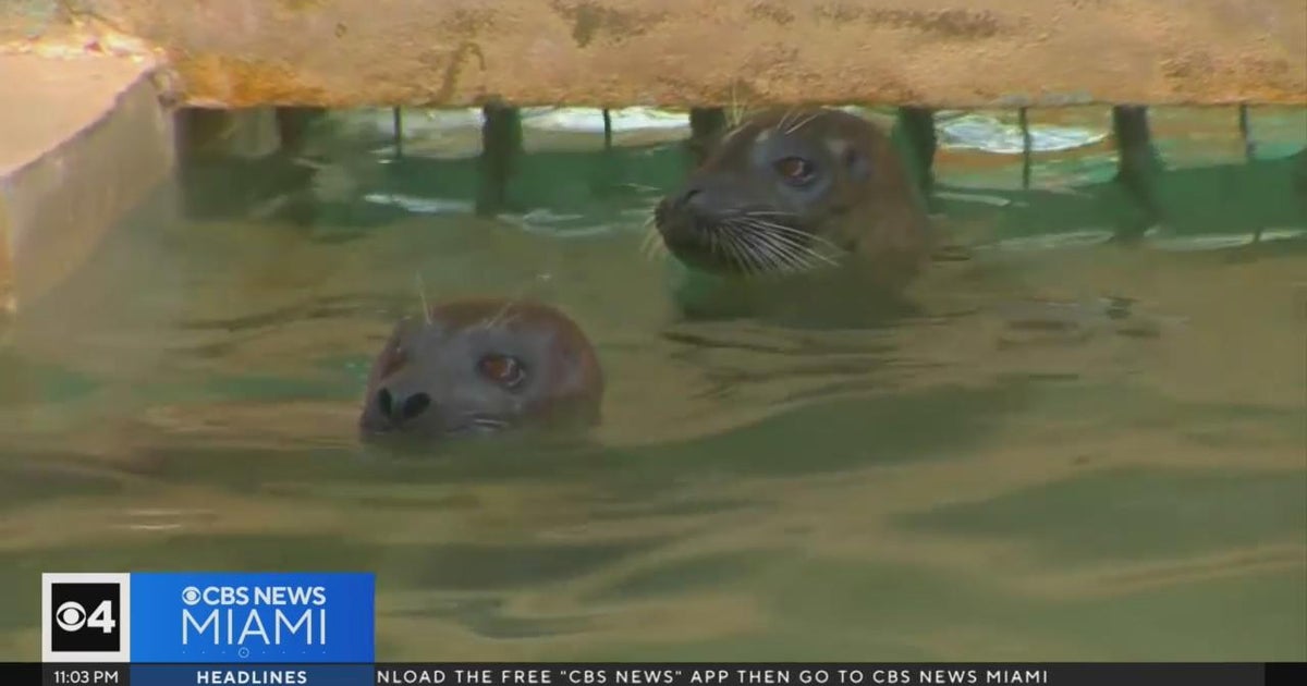Disturbing discoveries at Miami Seaquarium - CBS Miami