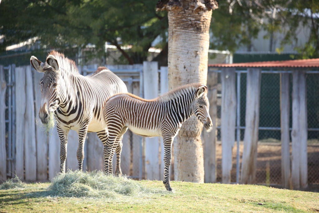 Baby zebra born on Christmas dies at Arizona zoo - CBS News