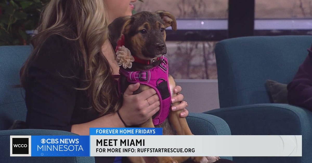 Miami is all kinds of cute and looking for a home - CBS Minnesota