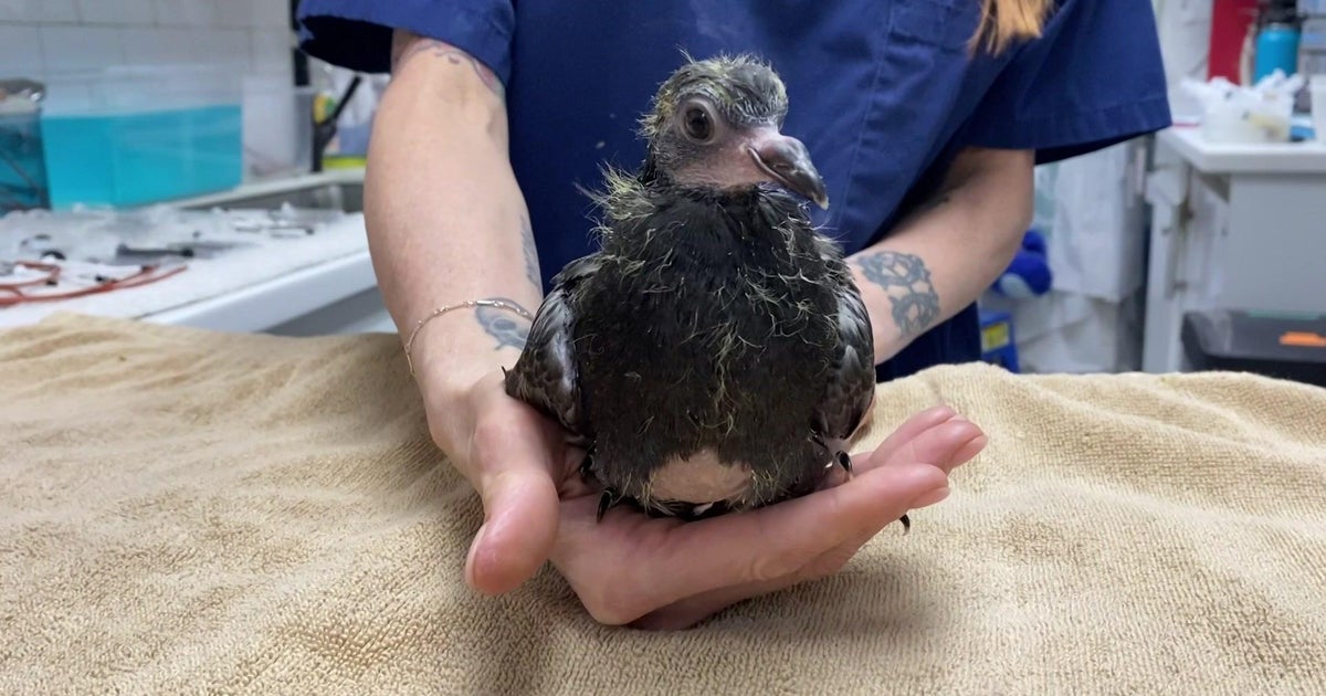 Animal advocates complain pigeons are getting stuck and dying in net on ...