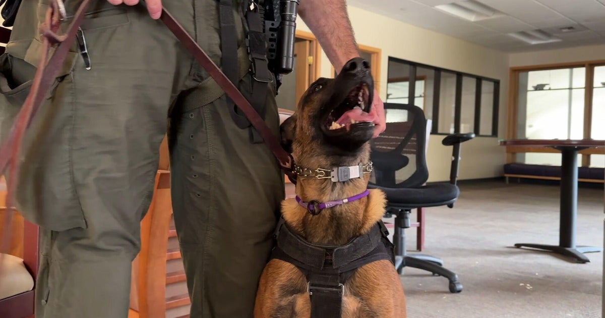 Meet "Nyx," the first single-purpose bomb-sniffing dog in Colorado's ...
