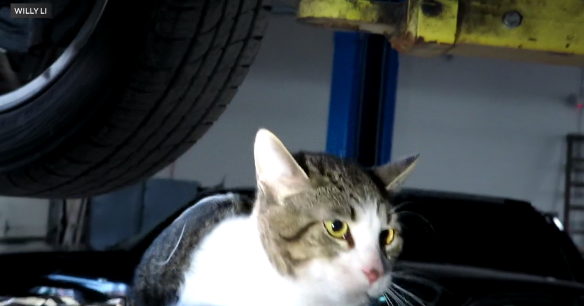 Mechanic rescues cat from inside muffler in Chicago's western suburbs ...