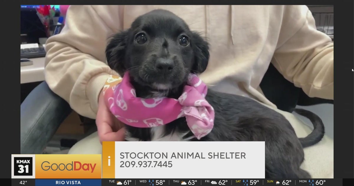 Central Valley Cuddle - meet Daphne! - Good Day Sacramento