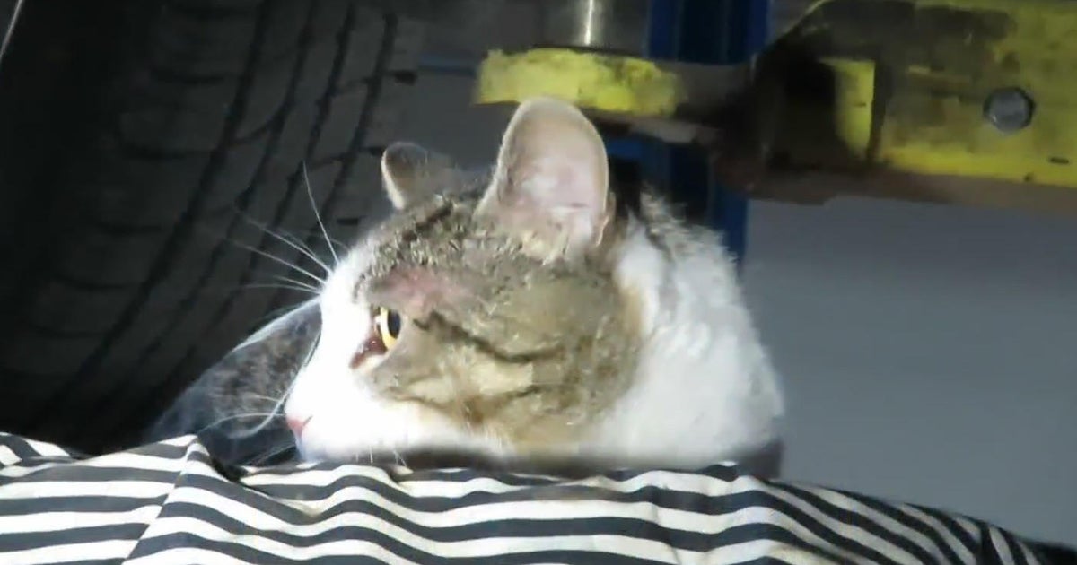 West suburban Chicago mechanics save cat near muffler - CBS Chicago