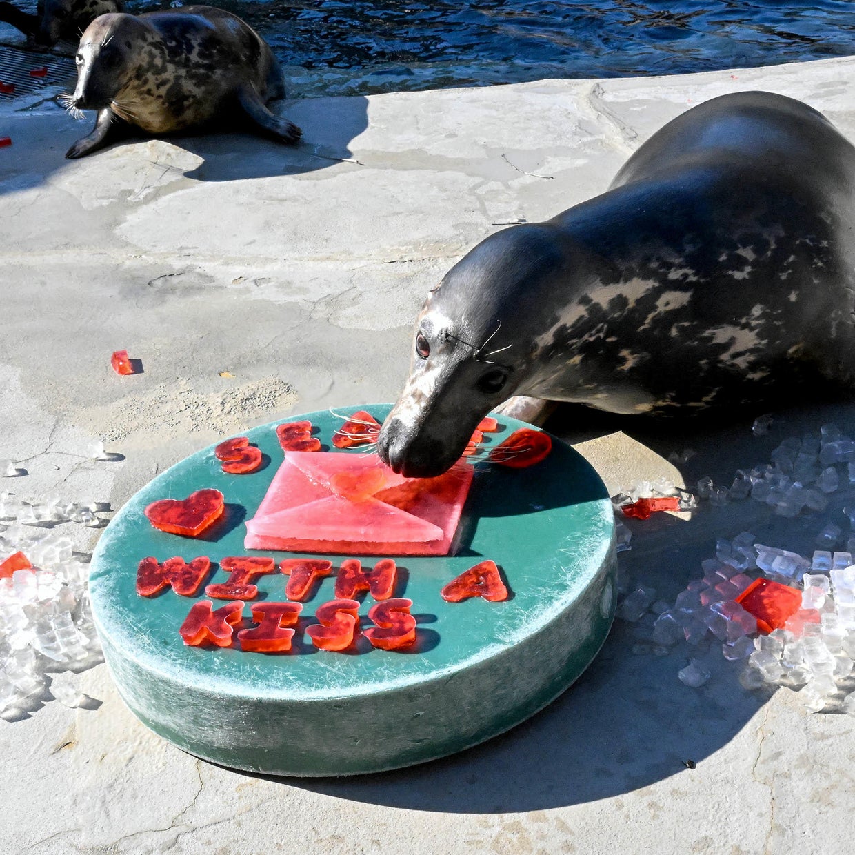 Brookfield Zoo animals celebrate Valentine's Day with heart-shaped ...