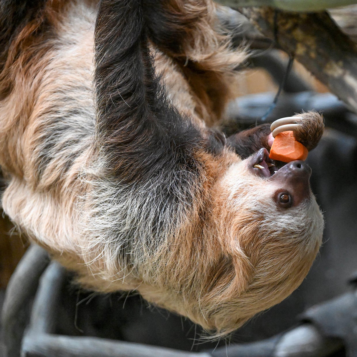 Brookfield Zoo animals celebrate Valentine's Day with heart-shaped ...