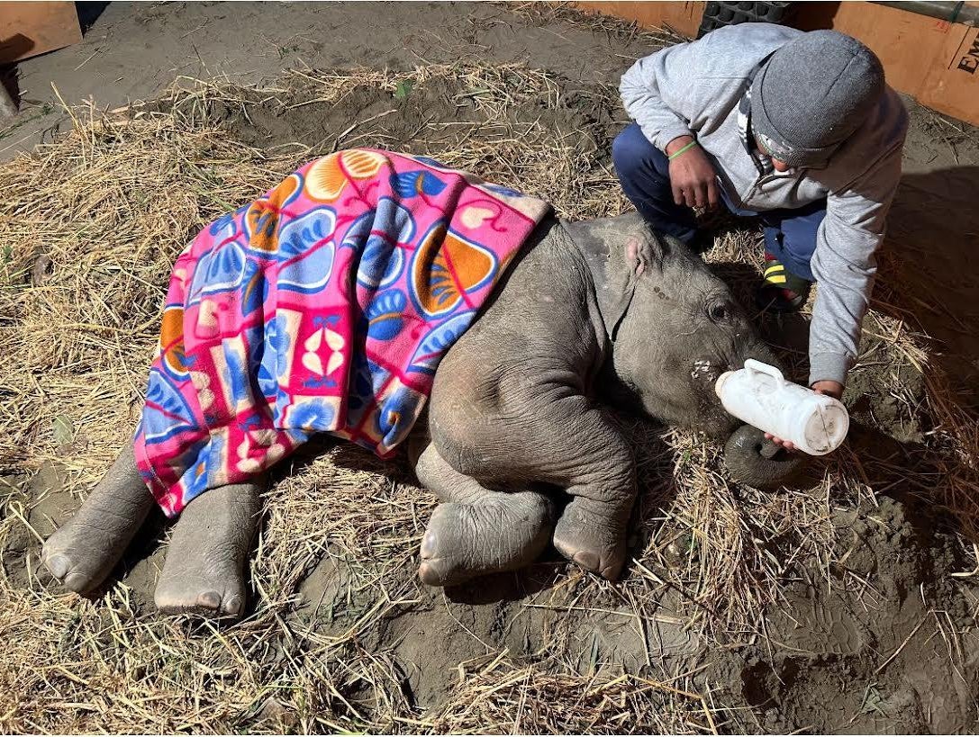 Rescuers work to get a baby elephant back on her feet after a train collision that killed her ...