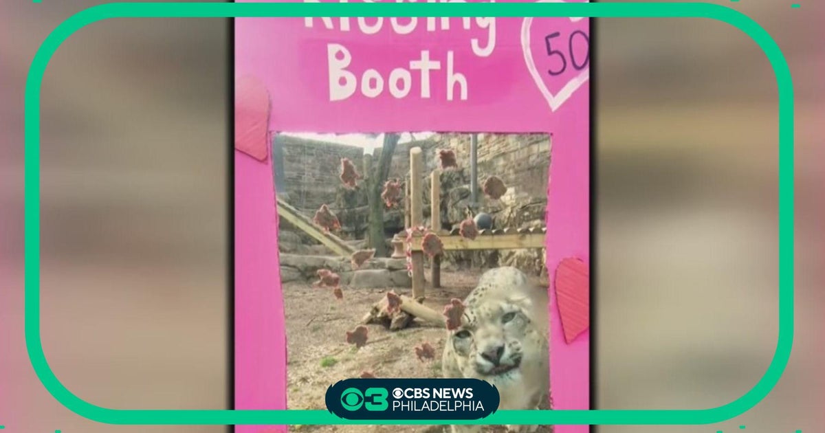Philadelphia Zoo creates kissing booth for Yuki the snow leopard - CBS ...