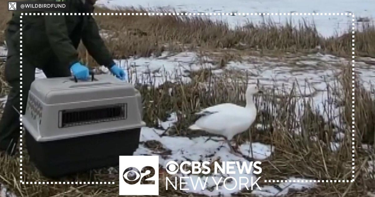 Goose found in Rockaways released after recovering from infections ...