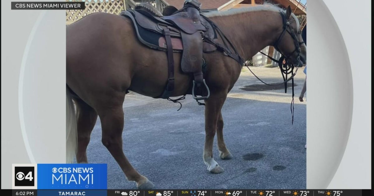 Horses found slaughtered in Southwest Miami-Dade - CBS Miami