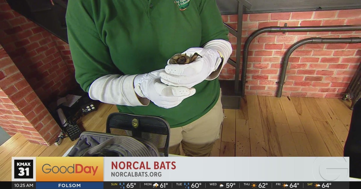 NorCal Bats, 10am - Good Day Sacramento