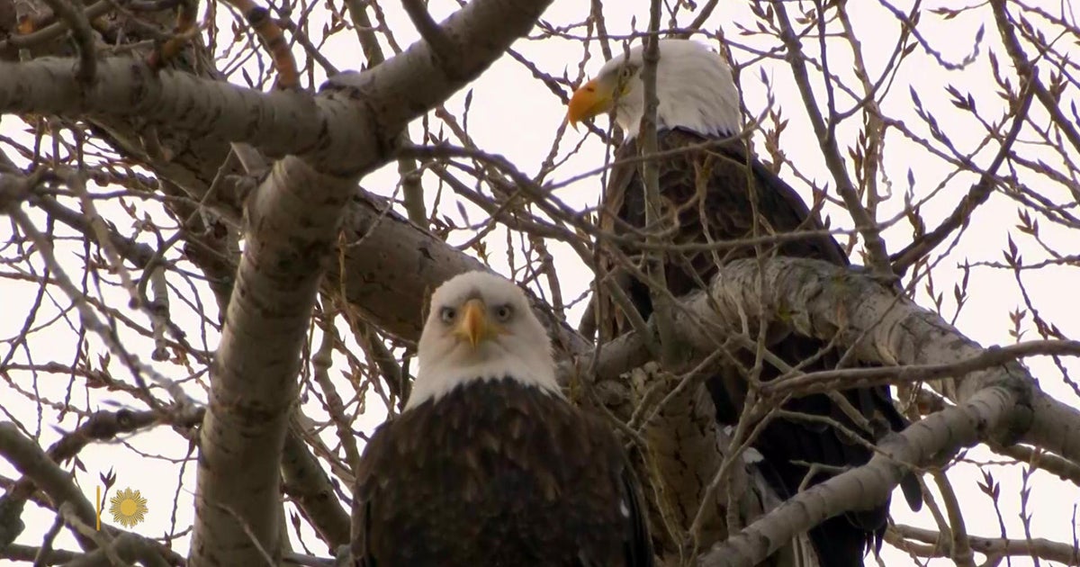 Nature: Eagles in Nebraska - CBS News