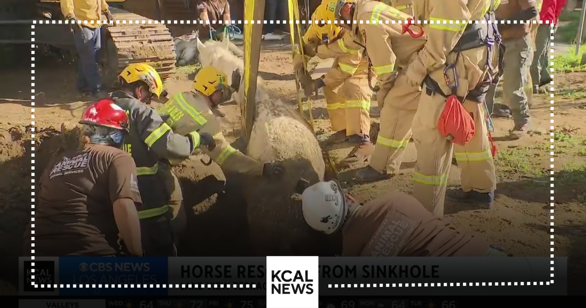 Horse rescued out of old septic tank by LAFD - CBS Los Angeles