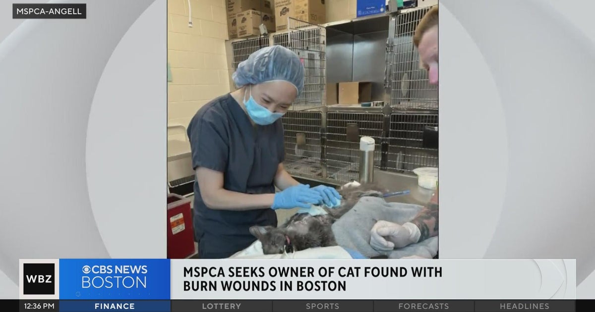 Severely burned cat found in Roslindale, MSPCA looking for his family ...