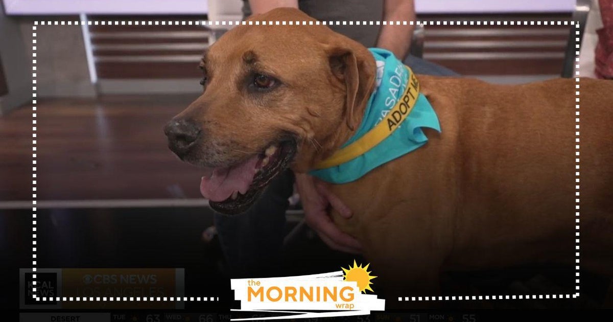 Max is a Rhodesian ridgeback boxer mix looking for a forever home | Pet ...