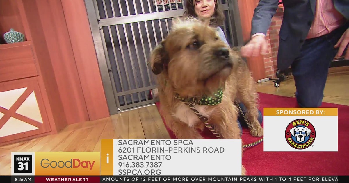 Sacramento SPCA Pet of the Week - meet Charlie! - Good Day Sacramento