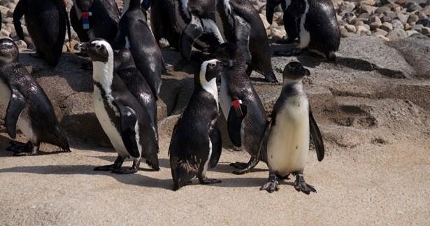 Maryland Zoo bird curator to lead national penguin program - CBS Baltimore