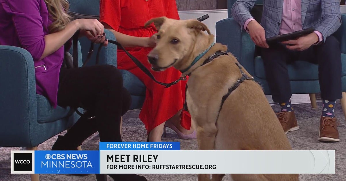 4-year-old Riley needs a forever home - CBS Minnesota