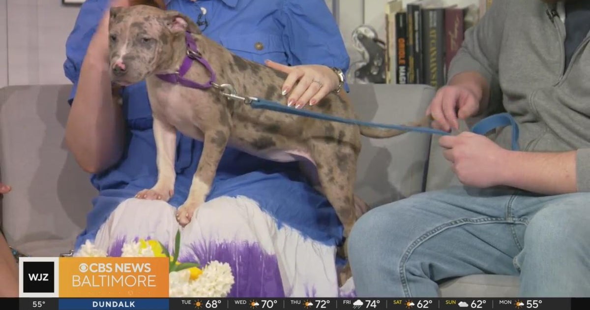 Meet Poe: A delightful spotted puppy available from the Maryland SPCA ...