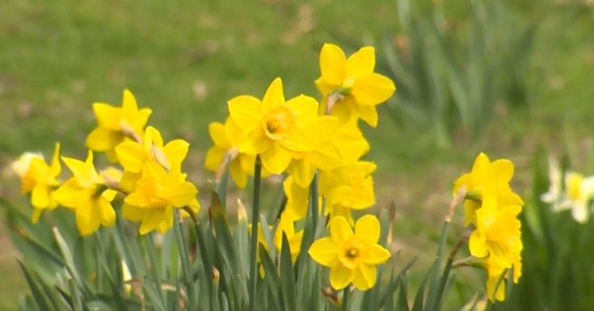 Allergy specialist explains elevated pollen levels, best ways to treat ...