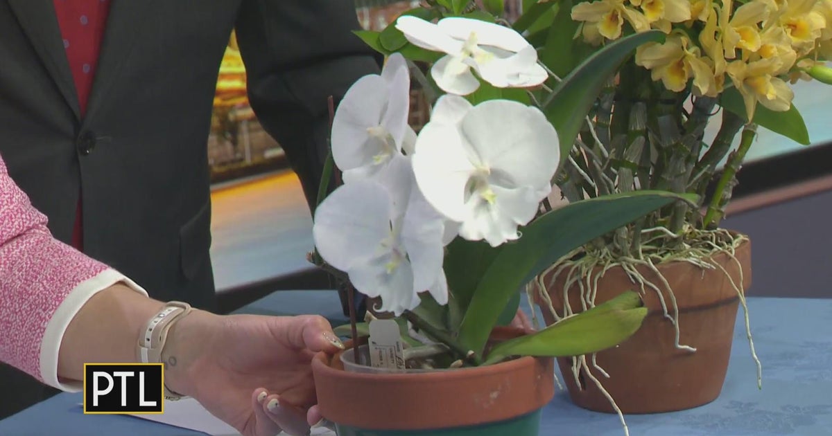 Getting original with orchids alongside the Orchid Society of Western ...