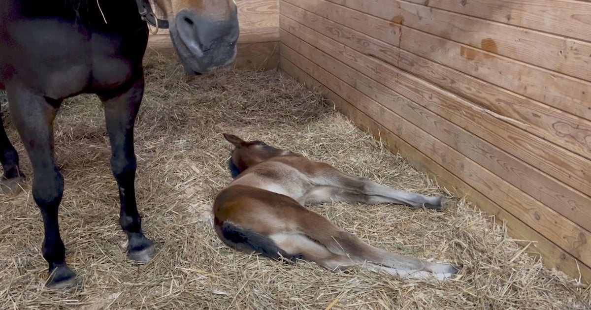 Delaware Valley University stables give inside look into the next ...